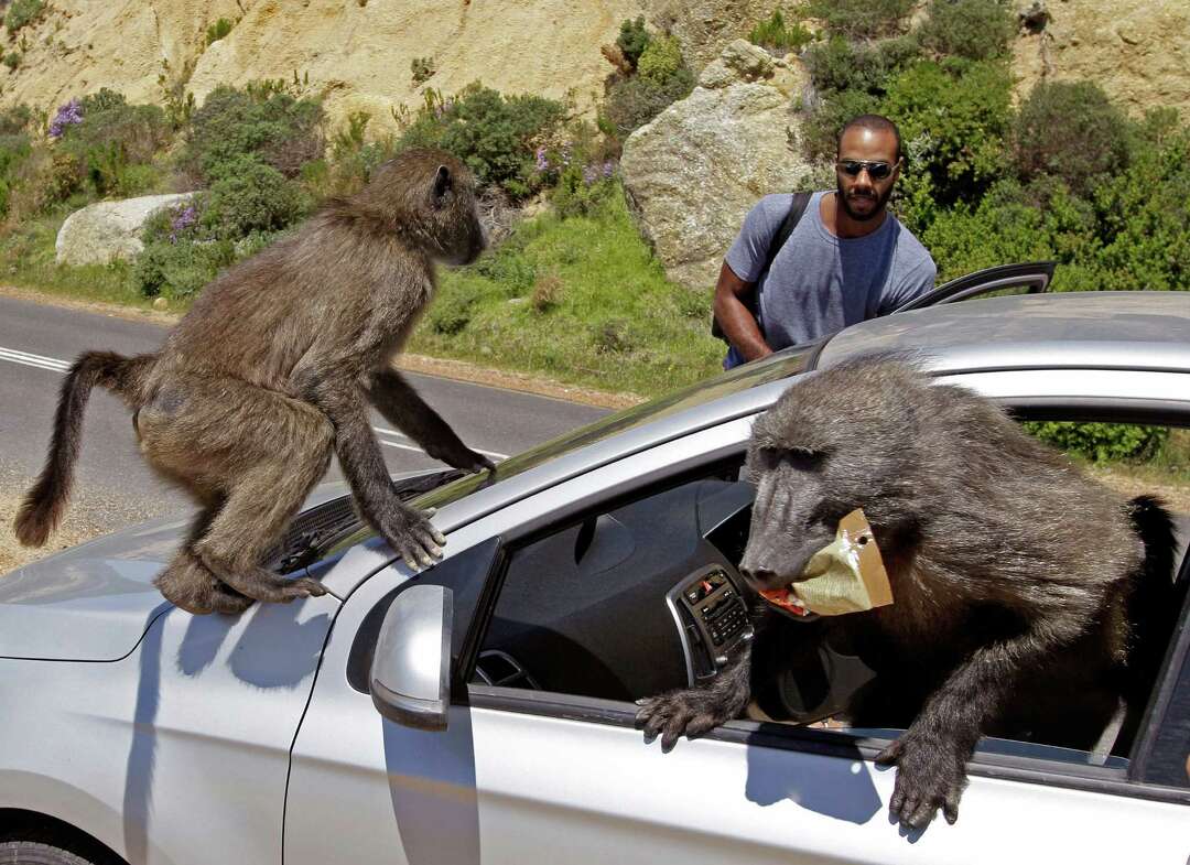The coolest monkeys in pop culture, in time for the Year of the Monkey