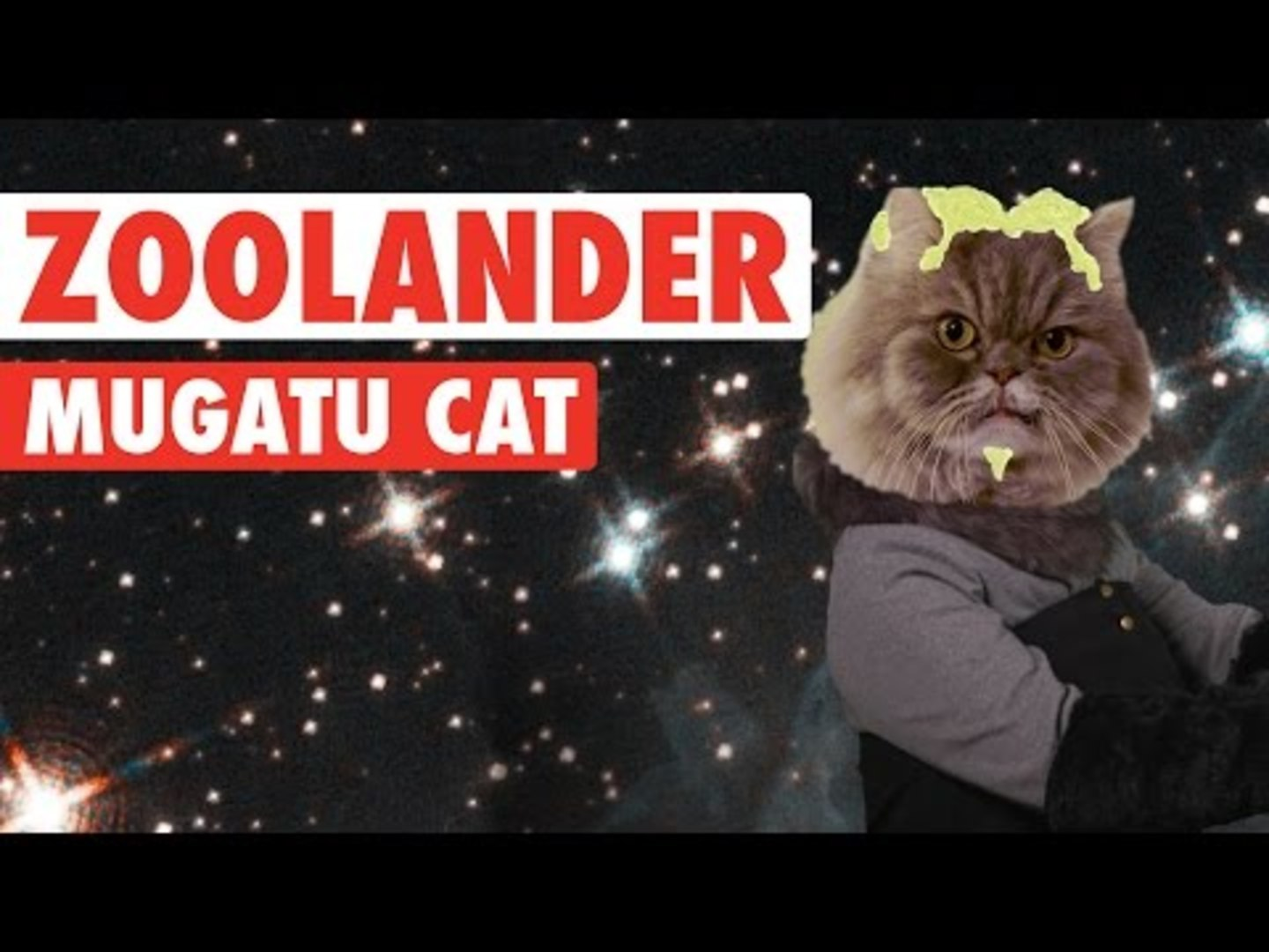 The cat video Zoolander fans must see