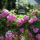 Seven tips for growing climbing roses - Houston Chronicle