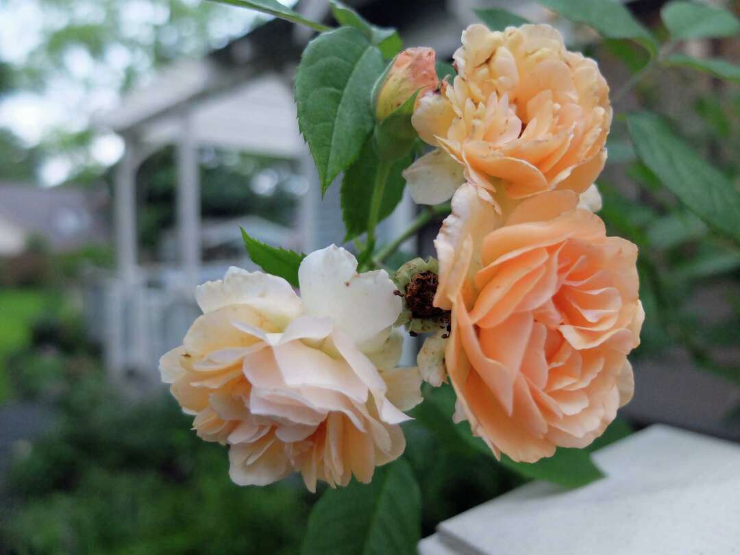 Seven tips for growing climbing roses