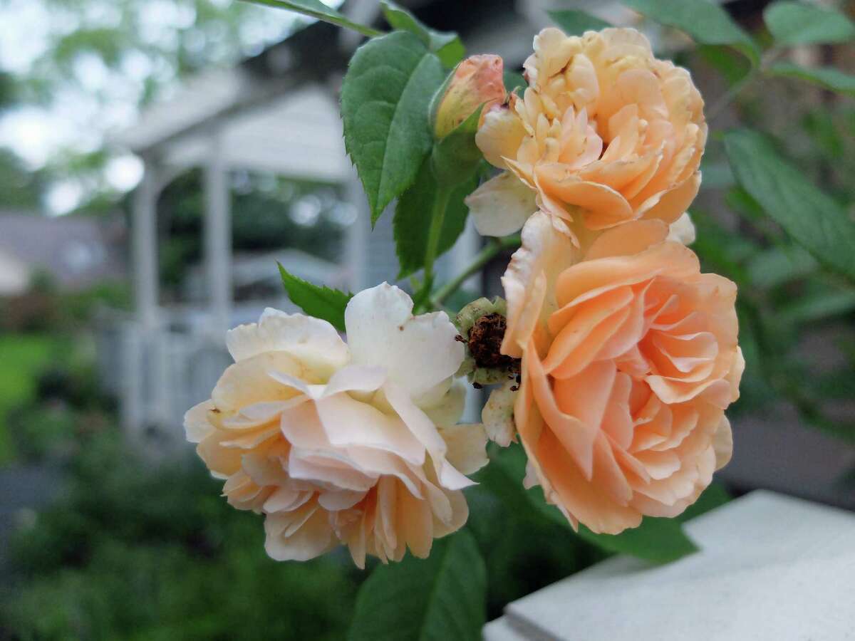 Seven tips for growing climbing roses