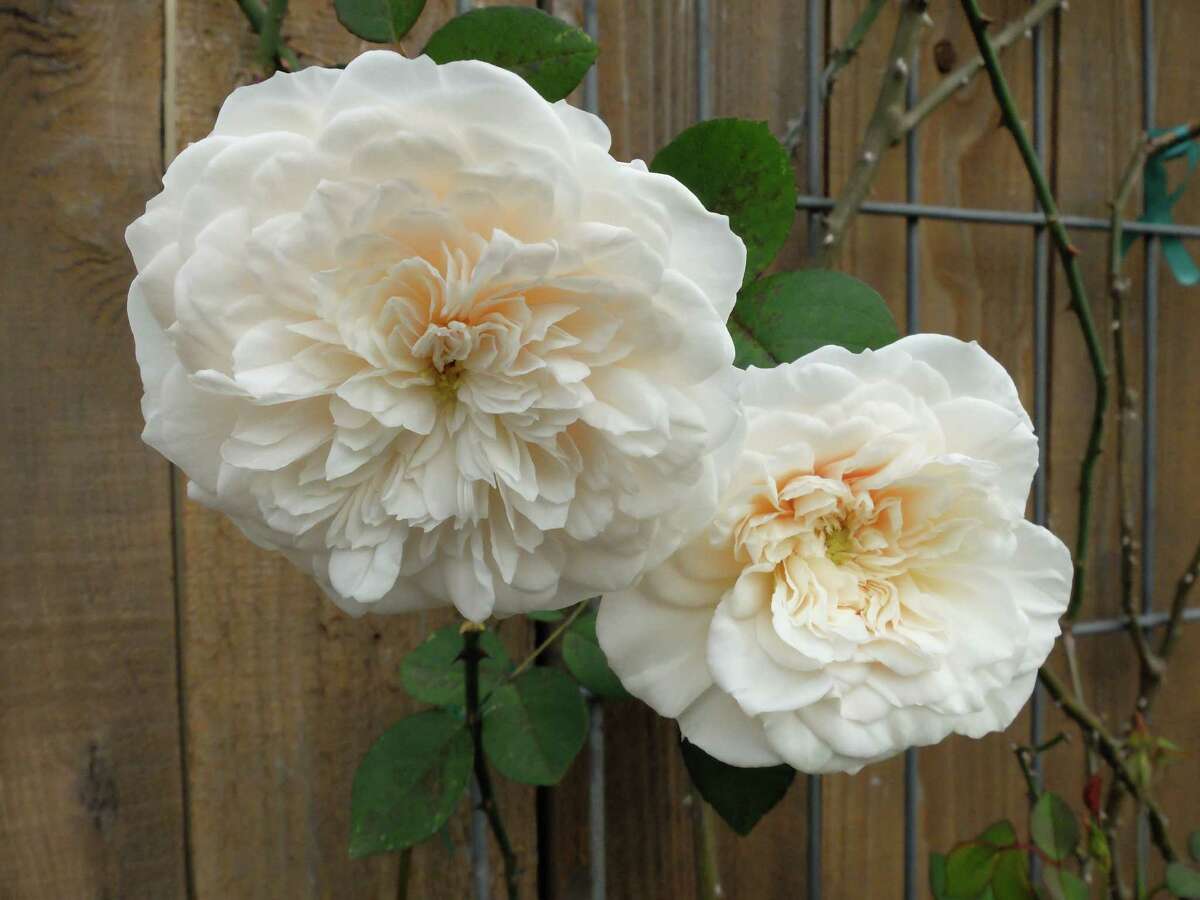 Seven tips for growing climbing roses