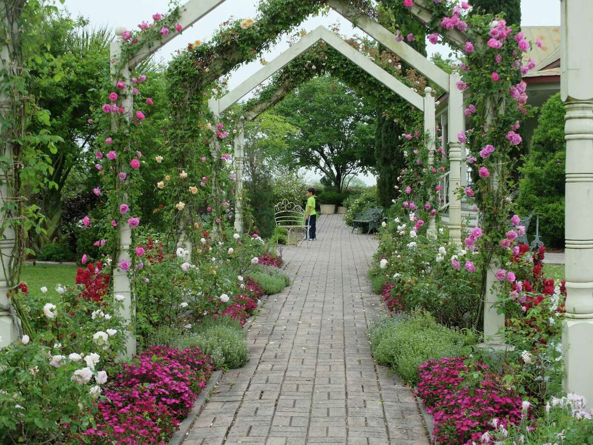 Seven tips for growing climbing roses