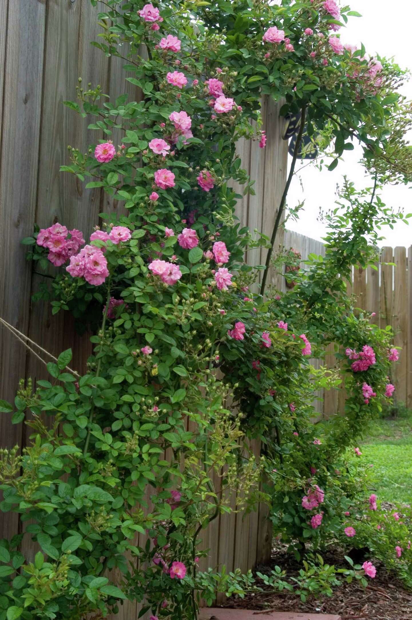 Seven tips for growing climbing roses
