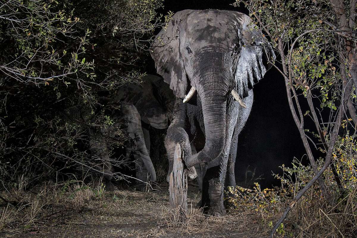 WWF sets traps to capture animals (in photos) and they're awesome