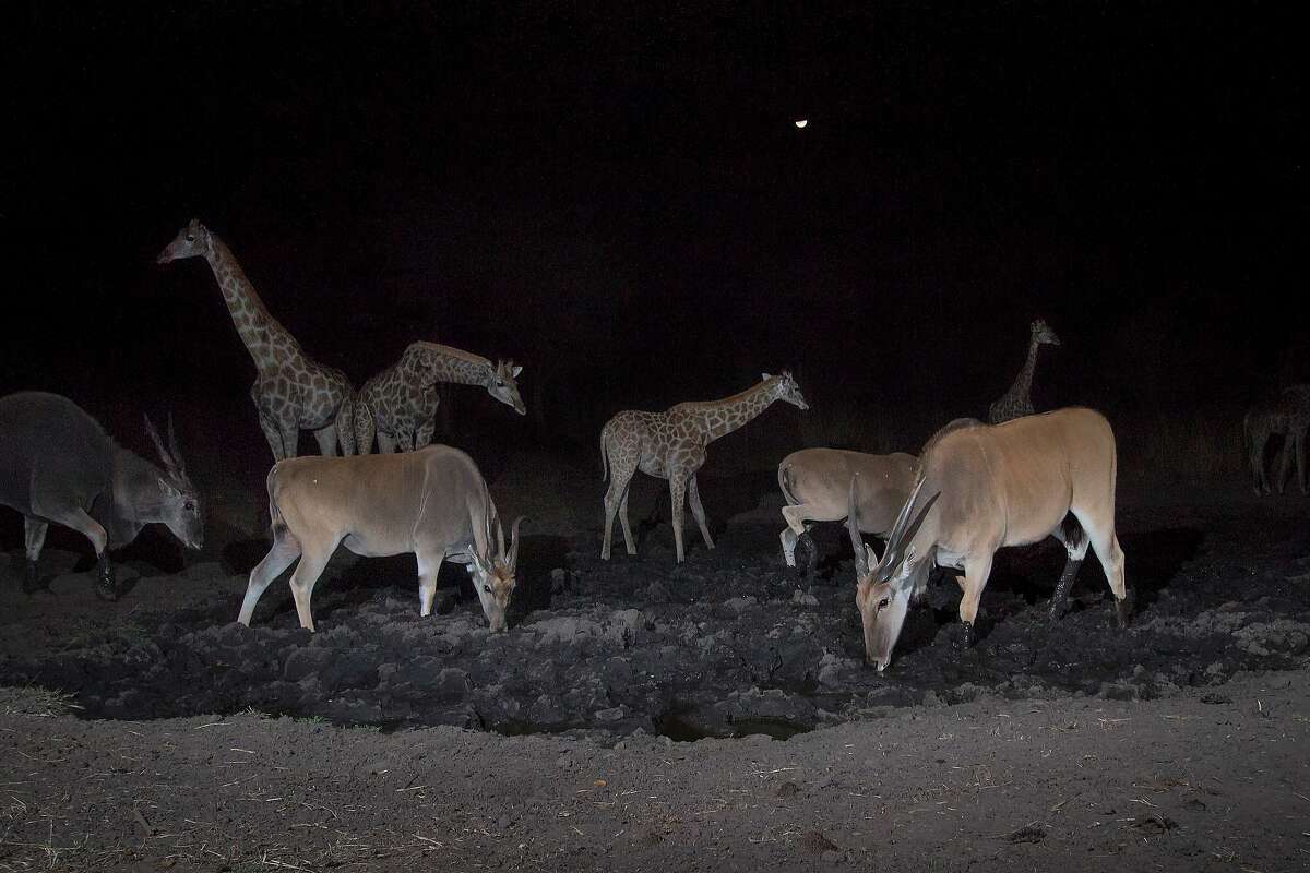 WWF sets traps to capture animals (in photos) and they're awesome