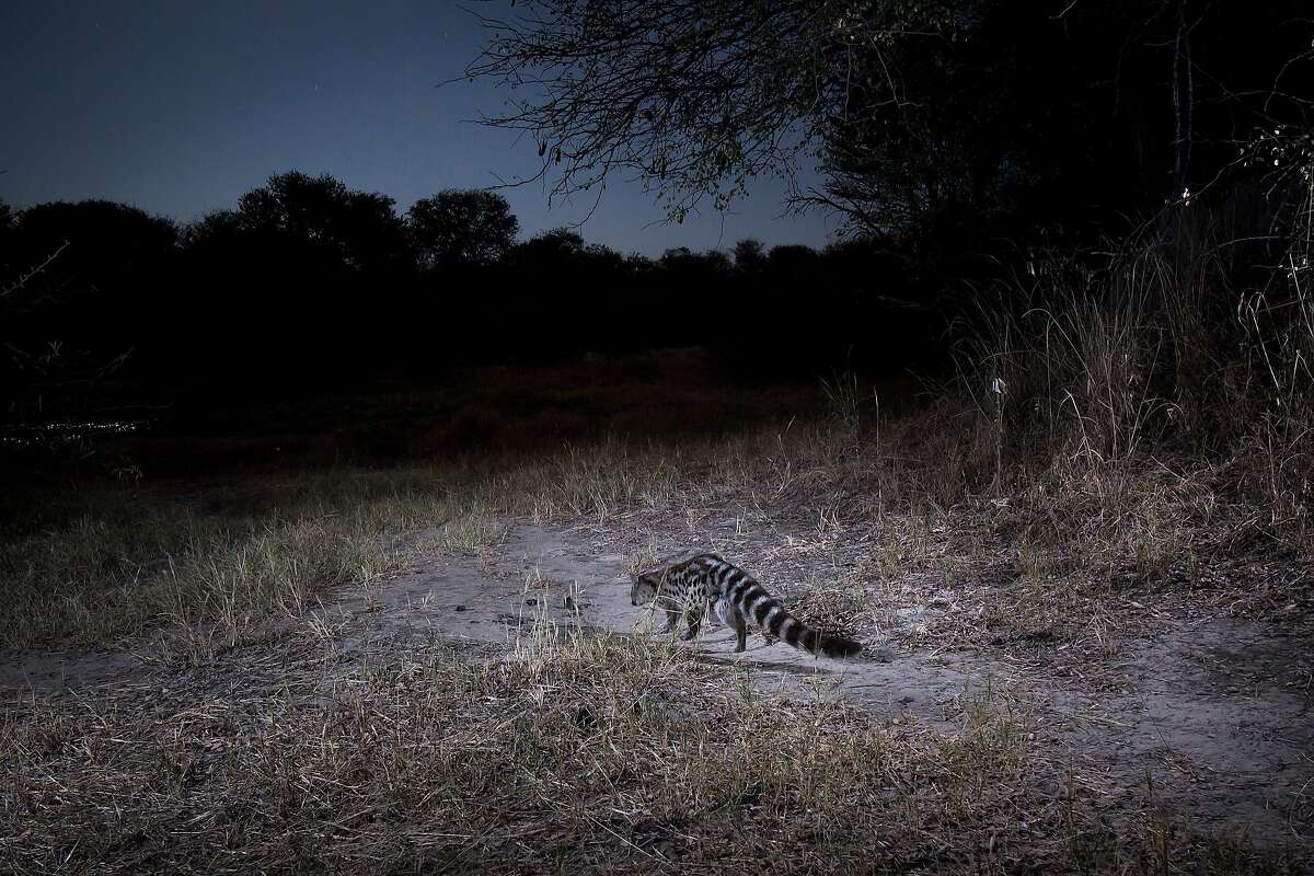 WWF sets traps to capture animals (in photos) and they're awesome