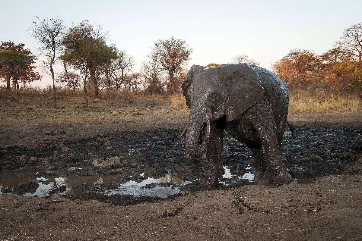 WWF sets traps to capture animals (in photos) and they're awesome