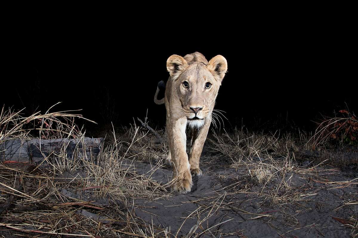 WWF sets traps to capture animals (in photos) and they're awesome