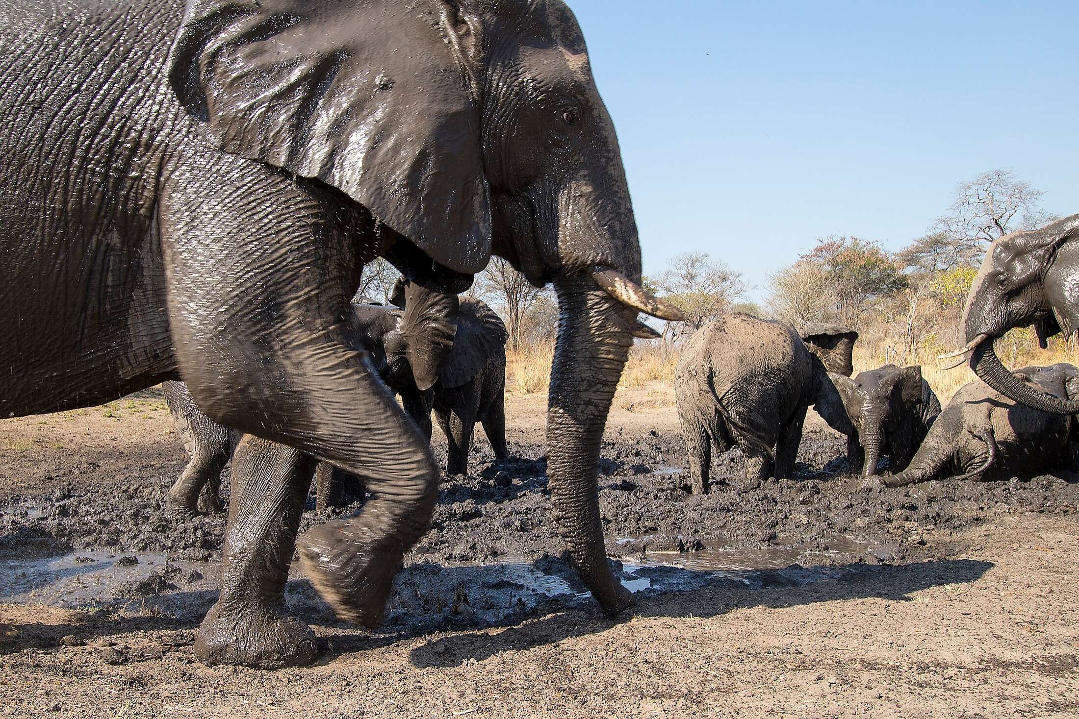 WWF sets traps to capture animals (in photos) and they're awesome