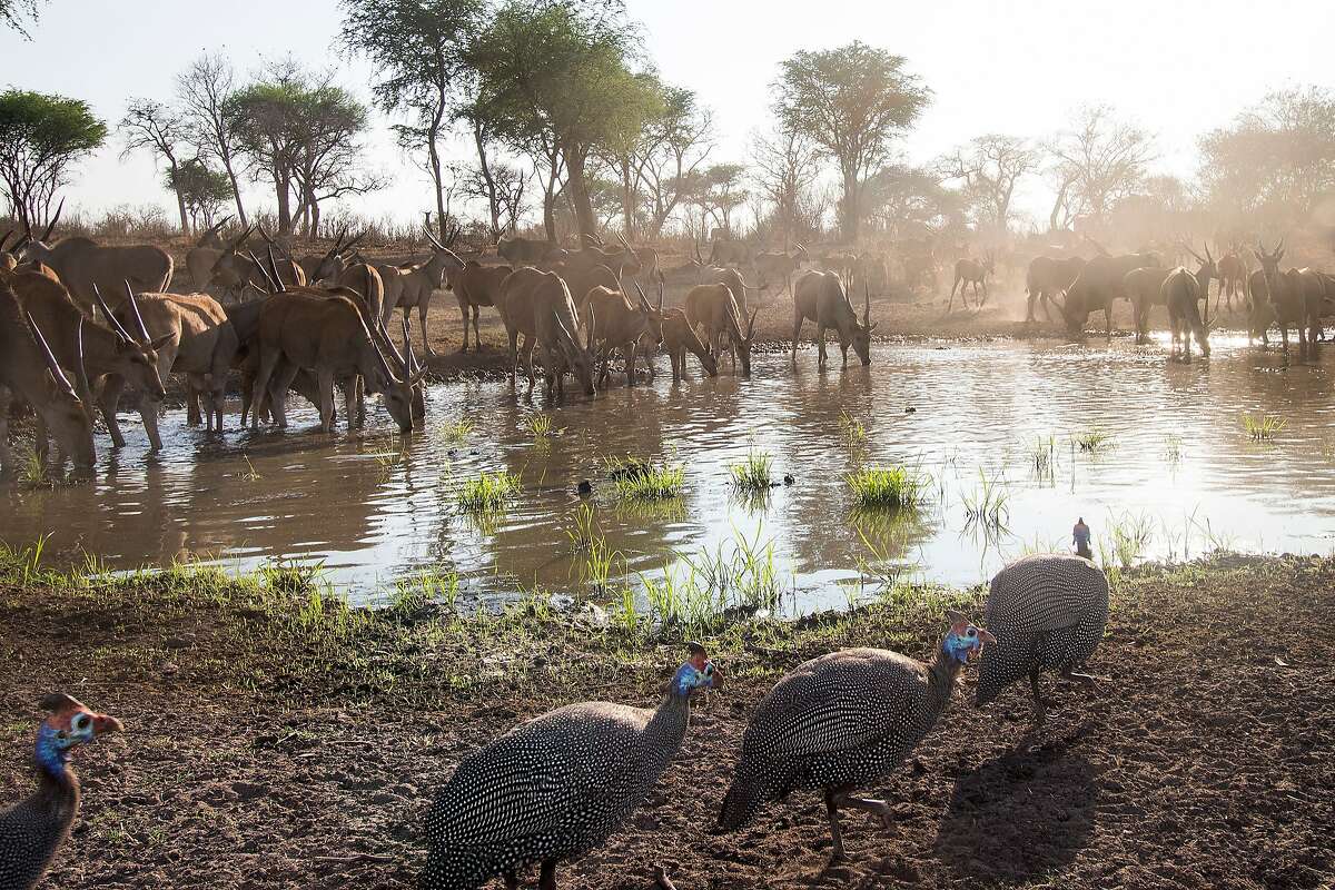 WWF sets traps to capture animals (in photos) and they're awesome