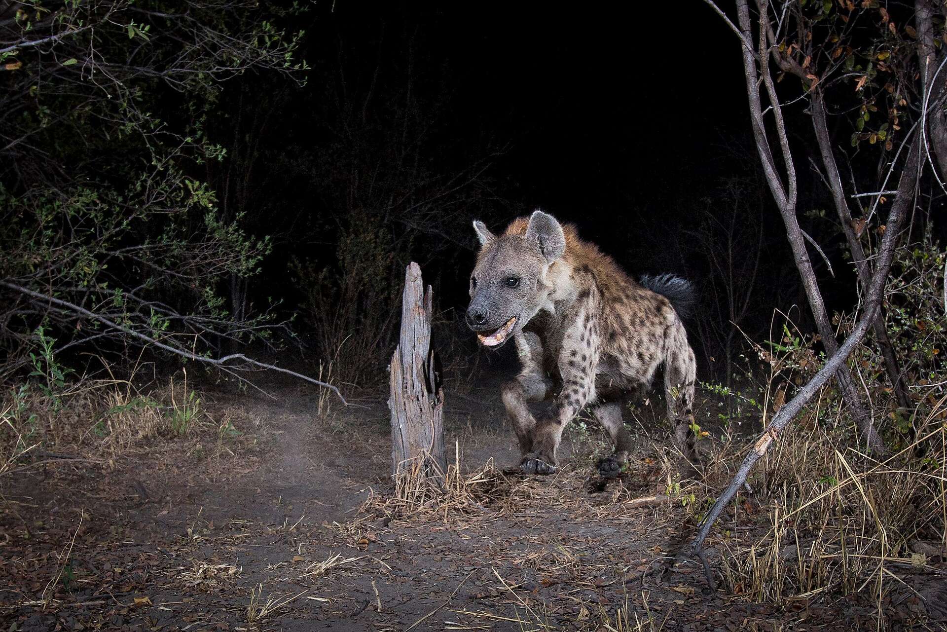 WWF sets traps to capture animals (in photos) and they're awesome