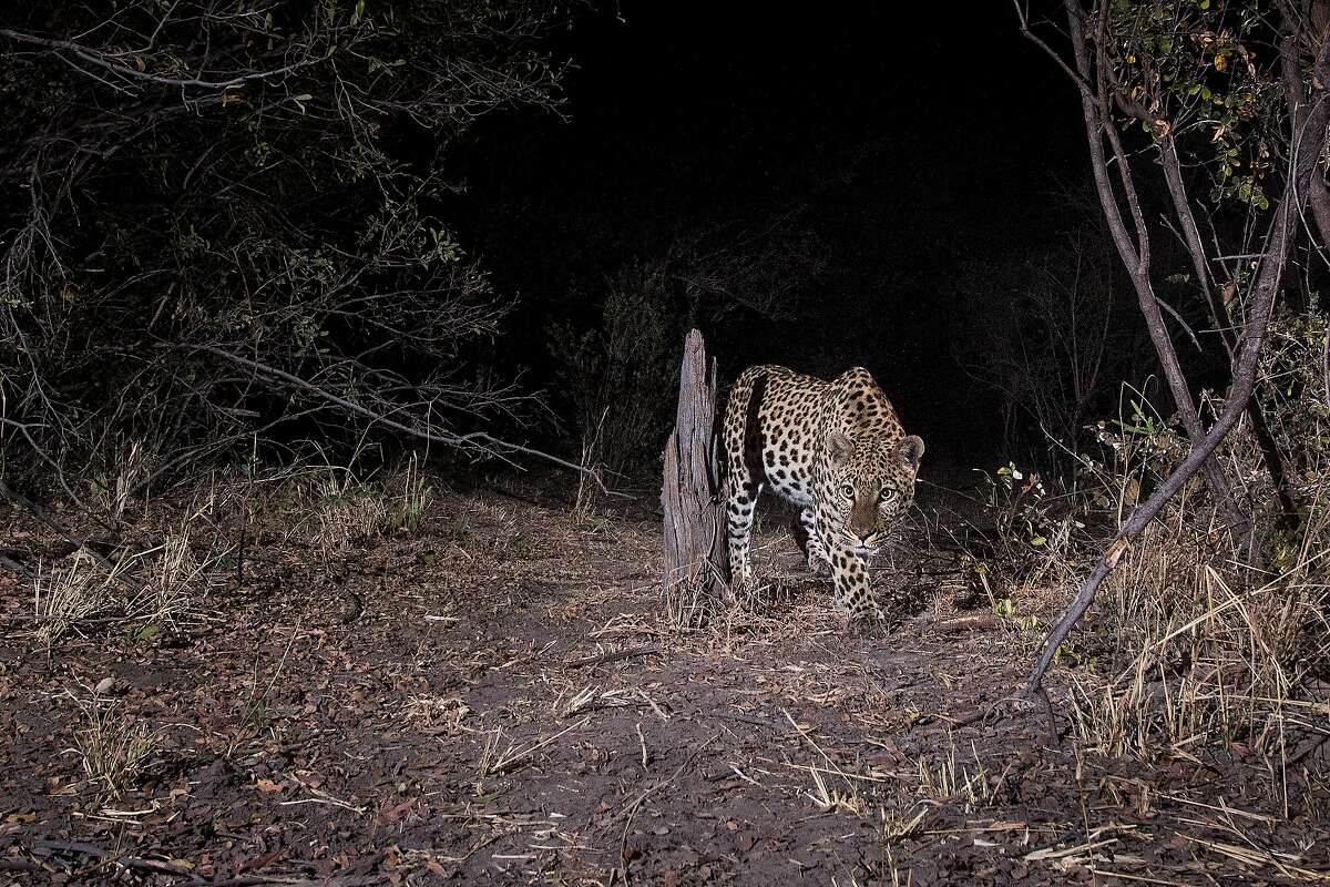 WWF sets traps to capture animals (in photos) and they're awesome