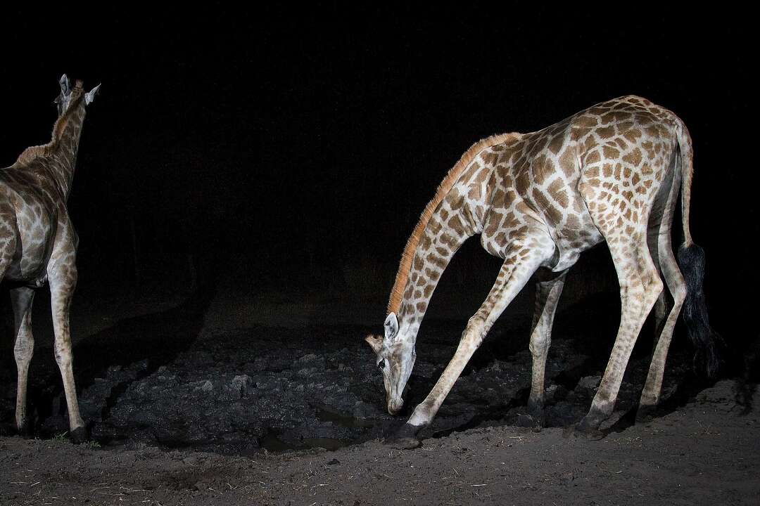 WWF sets traps to capture animals (in photos) and they're awesome