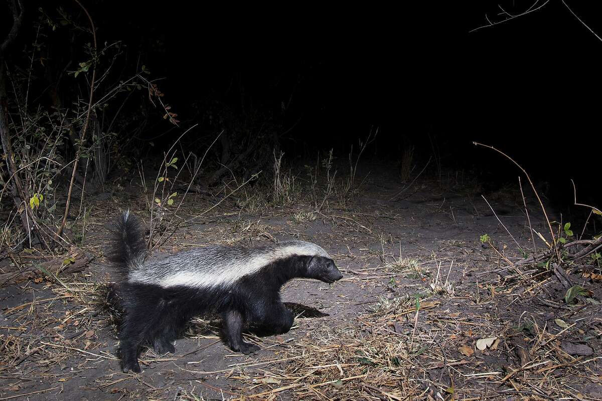 WWF sets traps to capture animals (in photos) and they're awesome