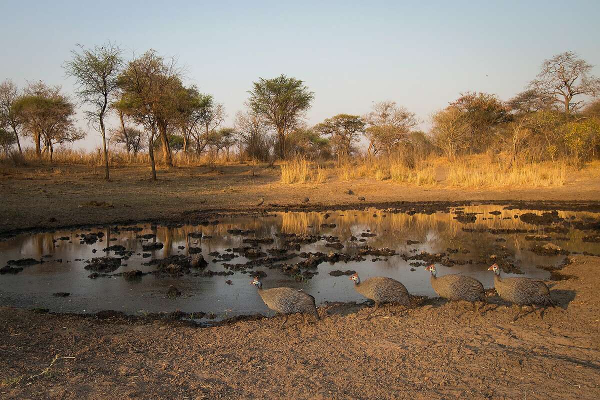 WWF sets traps to capture animals (in photos) and they're awesome