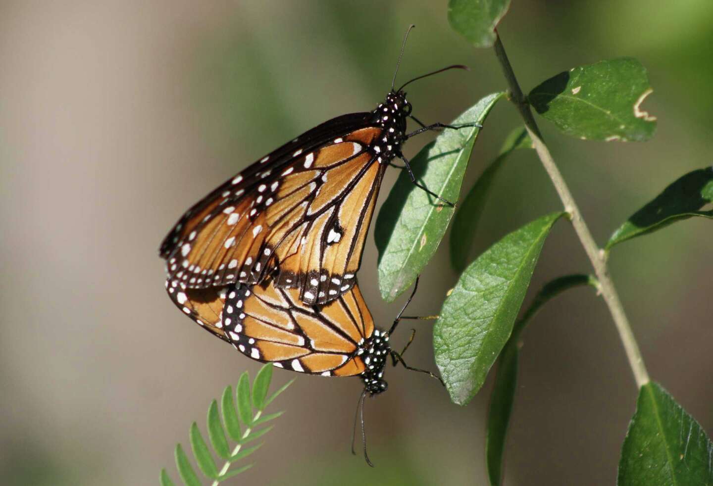 Texas will be lead state in bolstering monarch butterfly population