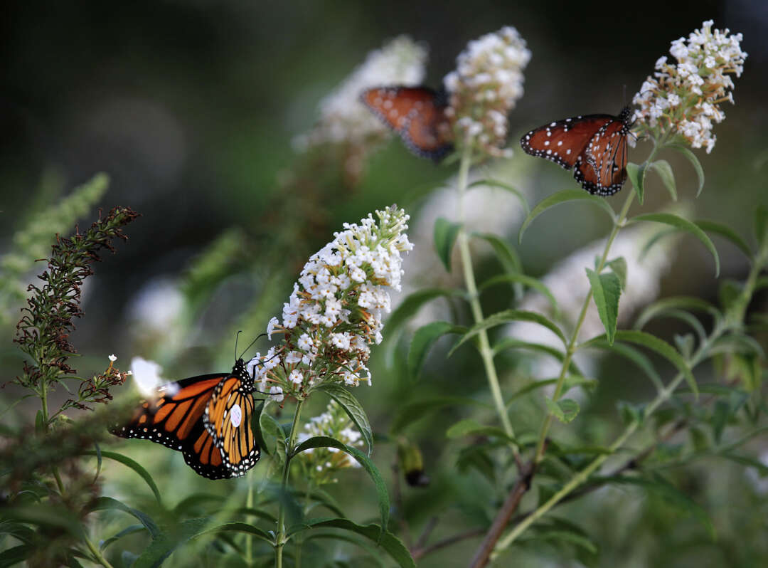 Texas will be lead state in bolstering monarch butterfly population