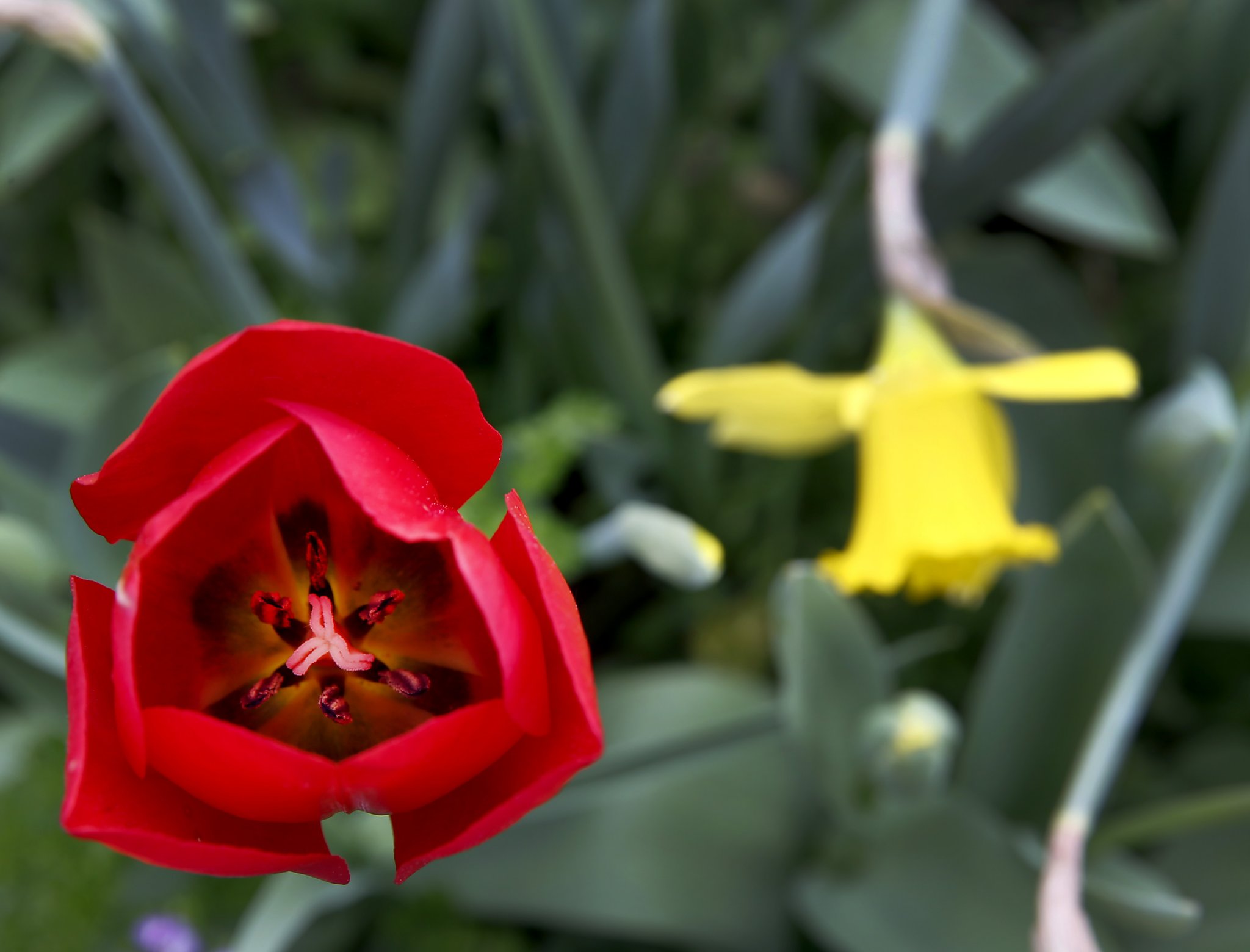 Colorful blast of waterfront tulips is Valentine’s Day delight