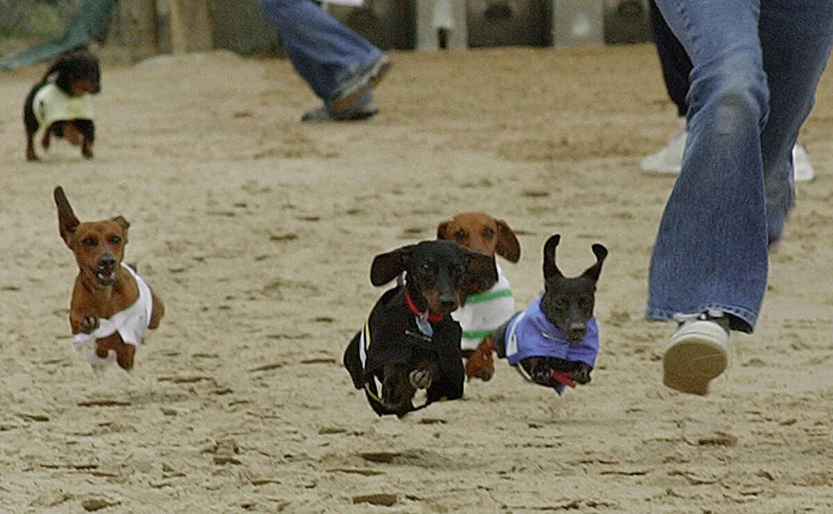 Get a long little doggie at Wiener Dog Races