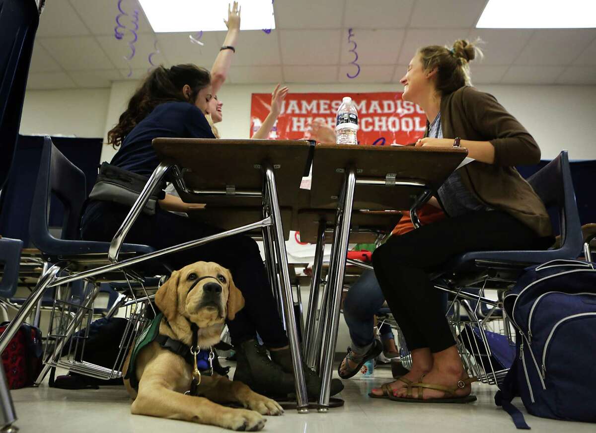 Five high school students raise guide dogs to help the blind and ...