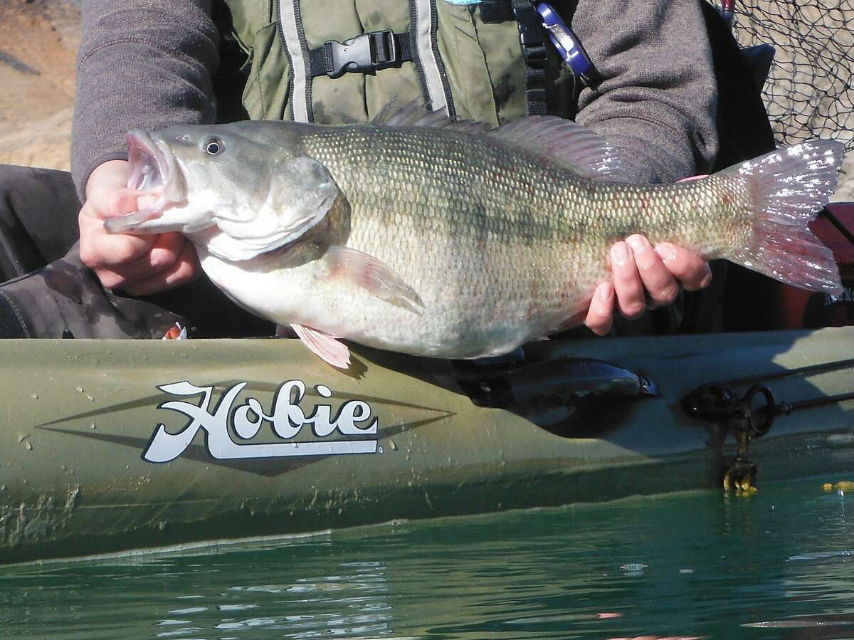 Like big bass? Head to Bullards Bar