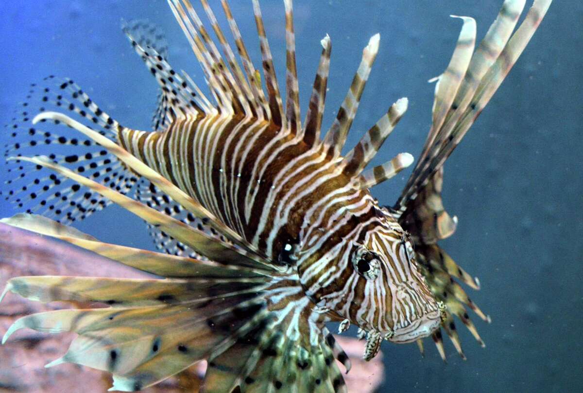 Central Texas restaurant transforms venomous 'gnarly' fish into a hit