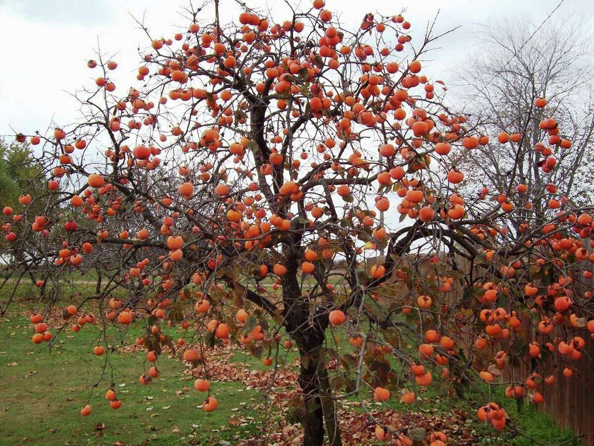 Landscape with plants that are good enough to eat
