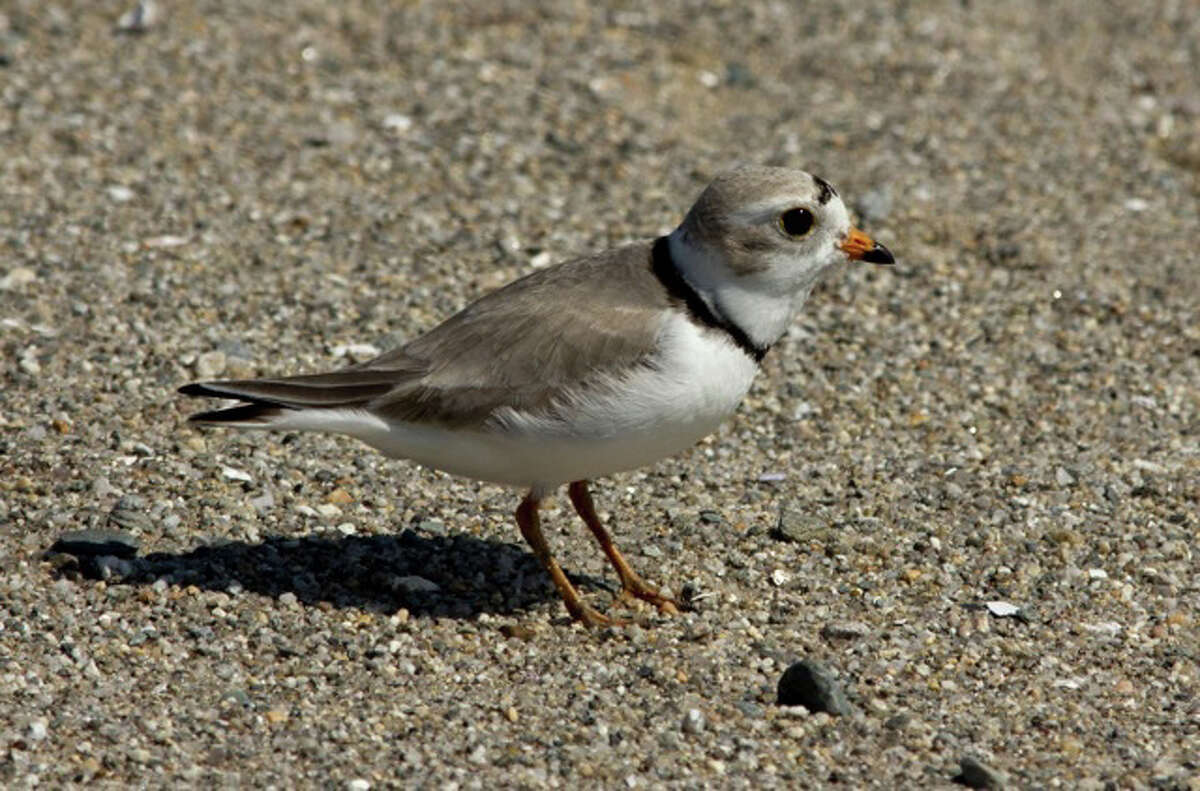 Volunteers wanted to monitor Piping Plovers
