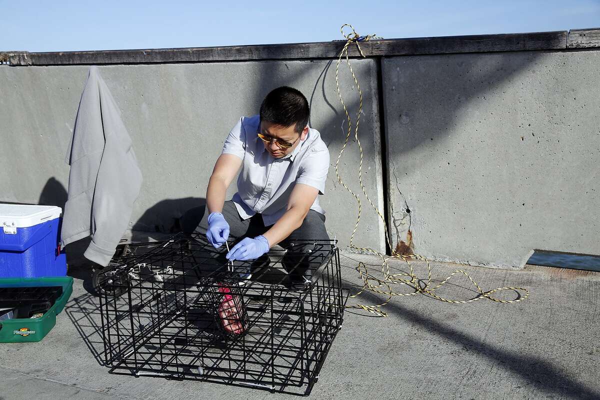 The only way to get local Dungeness crab? Catch them yourself