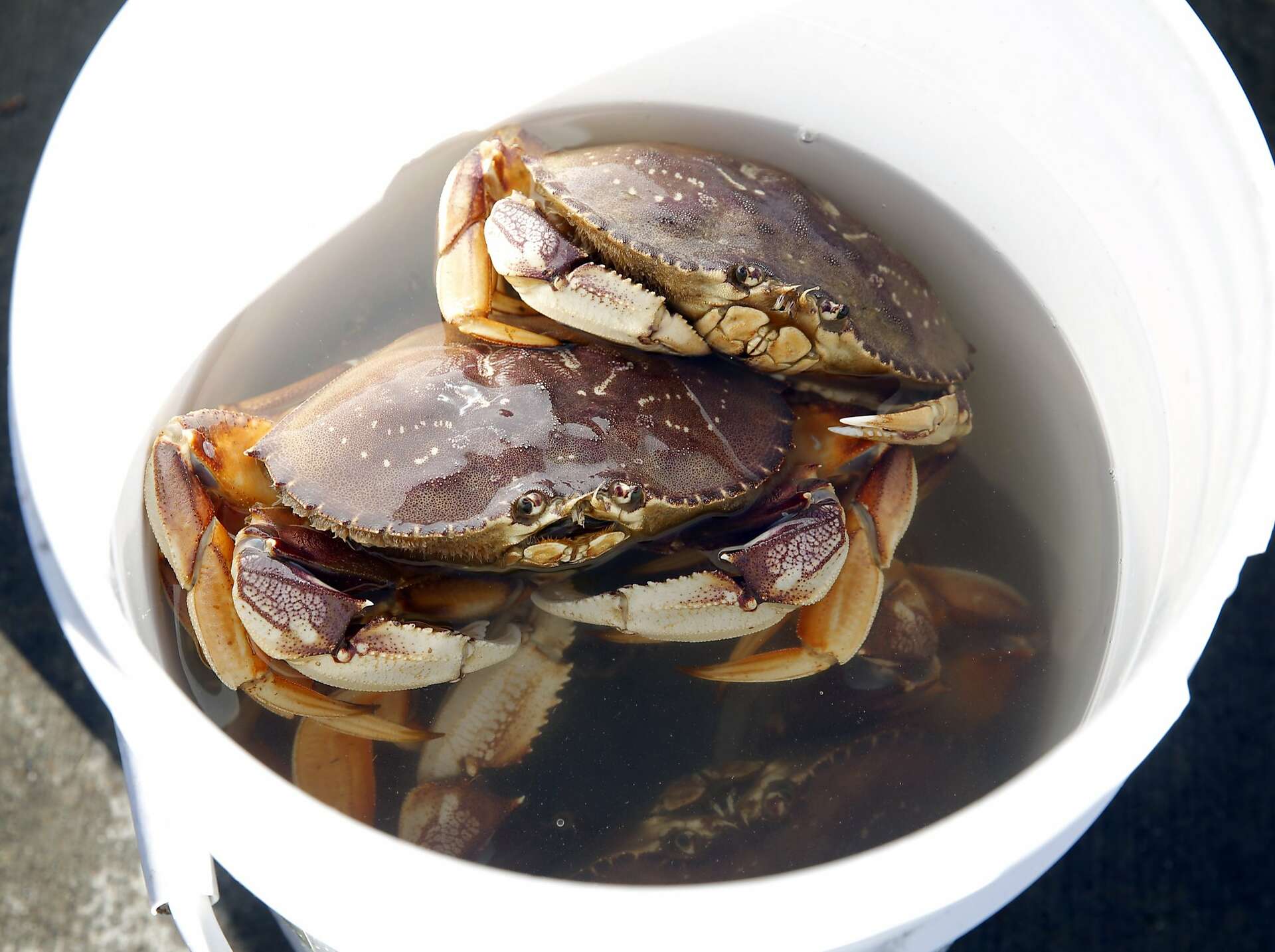 The only way to get local Dungeness crab? Catch them yourself