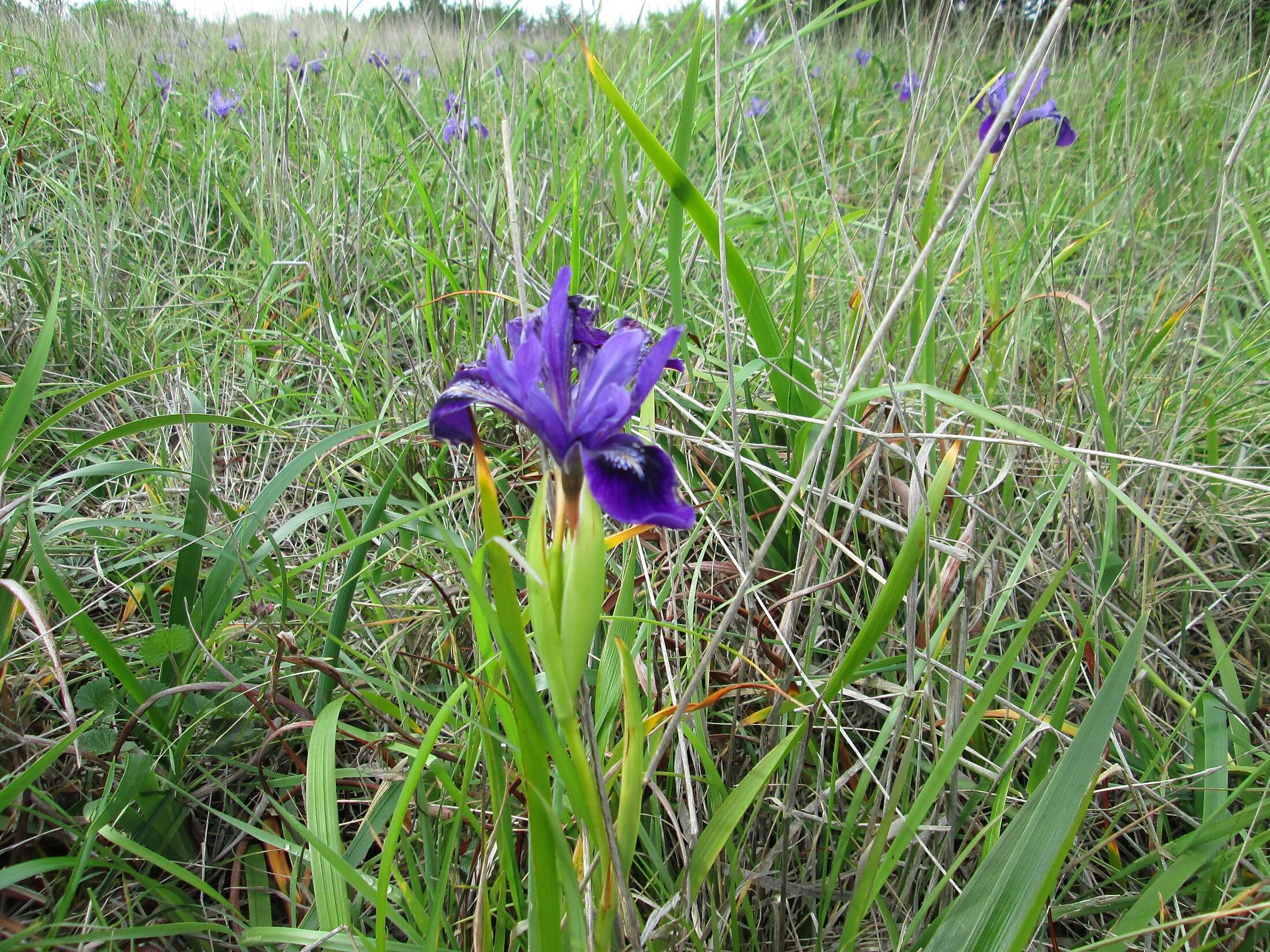 Inverness Ridge: uncrowded wows