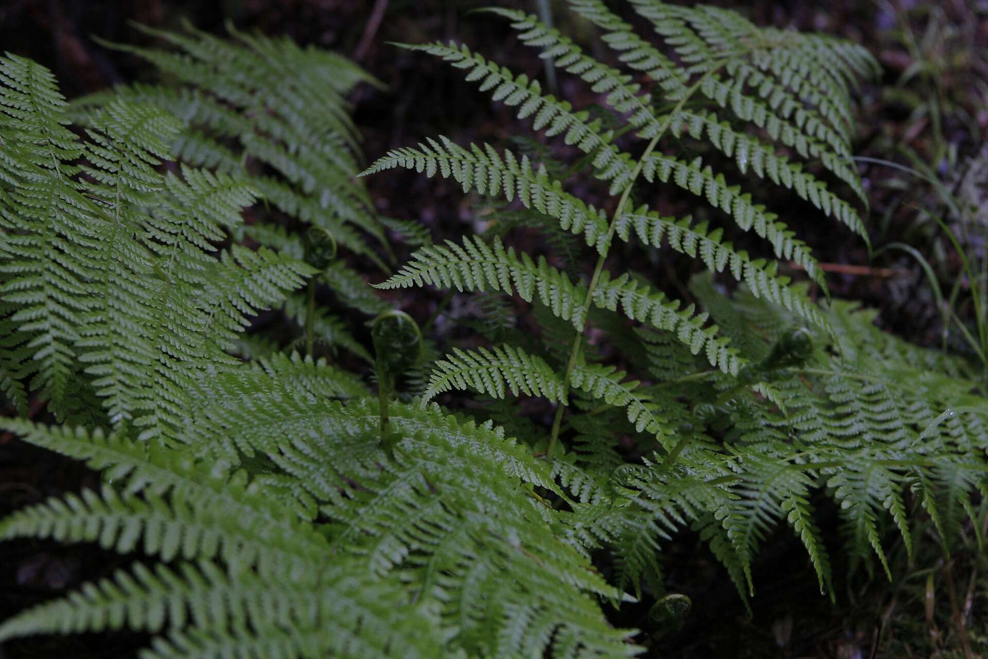 Inverness Ridge: uncrowded wows