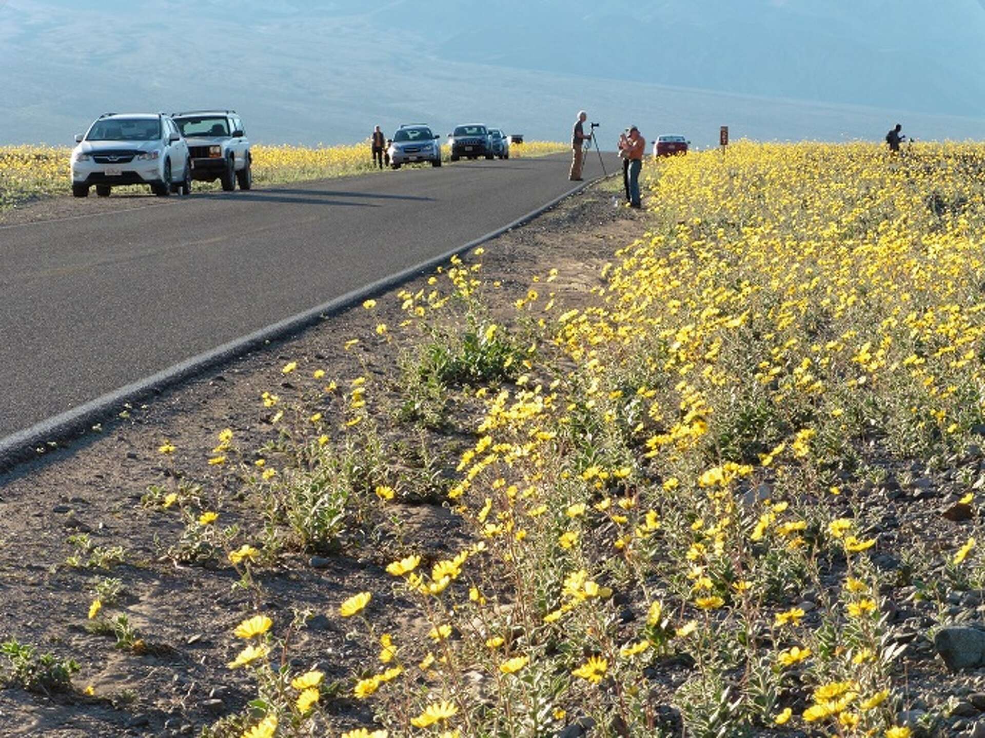 Millions of flowers blanket Death Valley in first 'super bloom' in a decade
