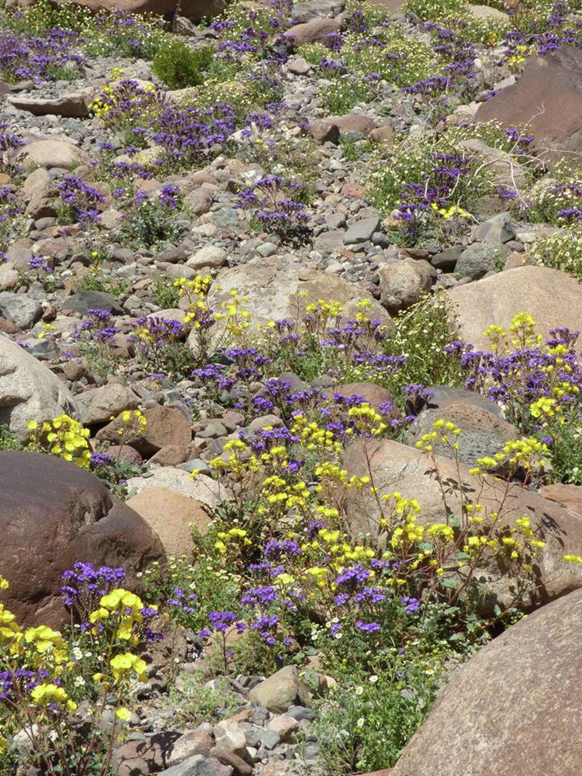 Millions of flowers blanket Death Valley in first 'super bloom' in a decade