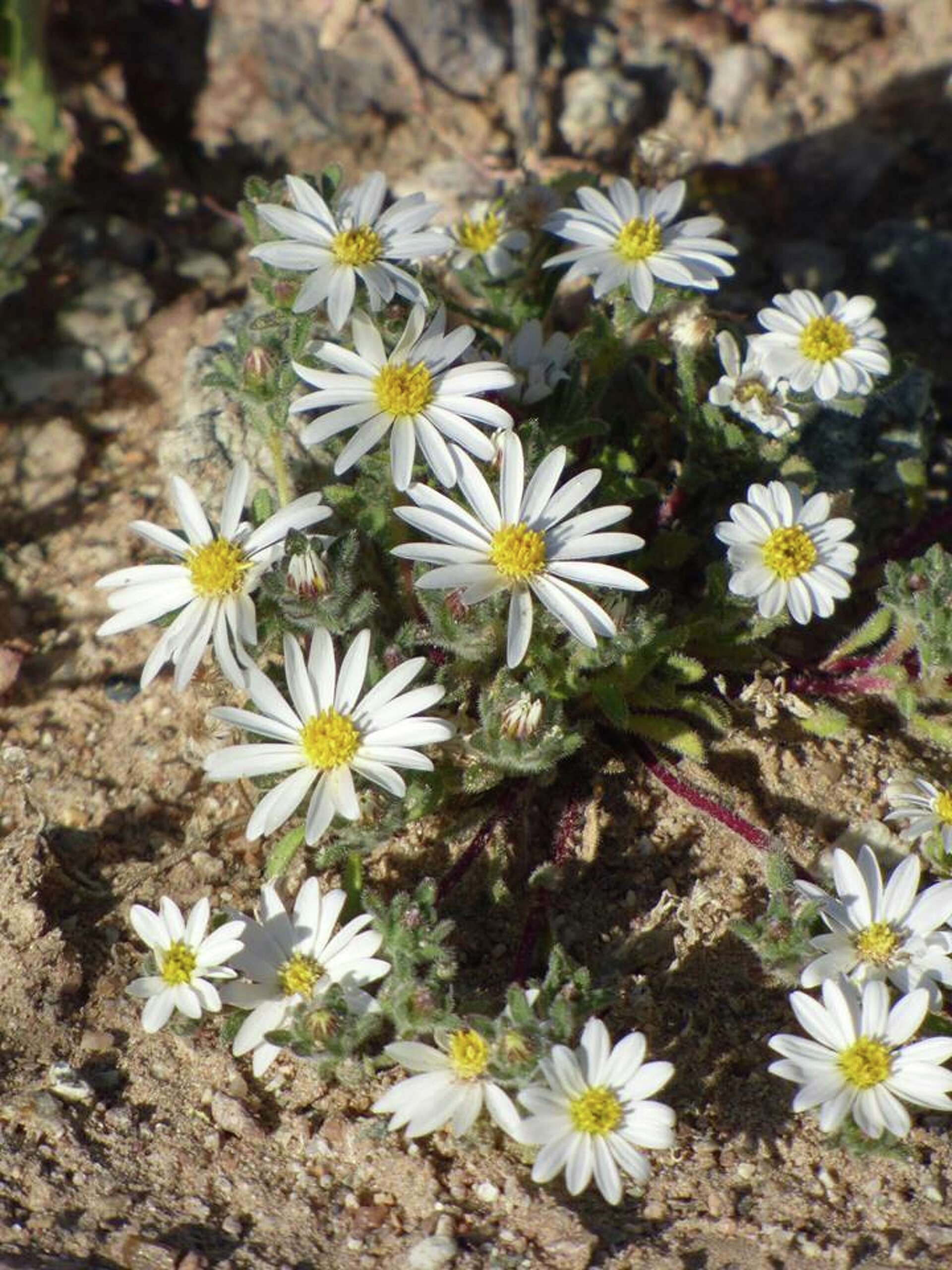 Millions of flowers blanket Death Valley in first 'super bloom' in a decade