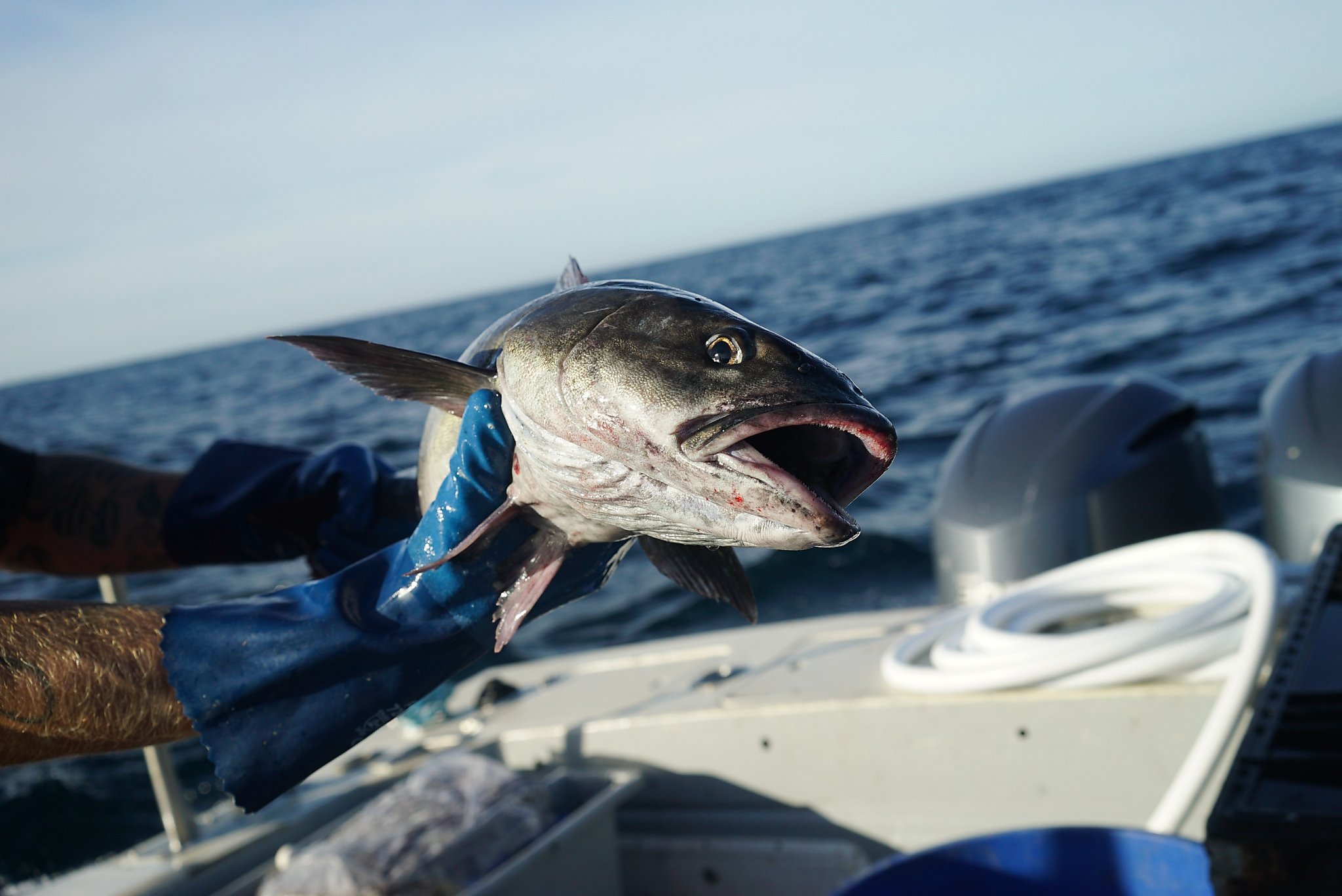 Go fish! Monterey a model for ocean conservation