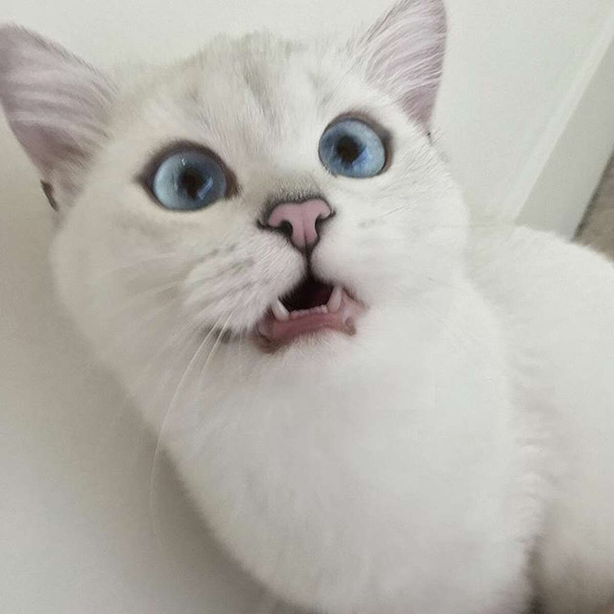 Coby the cat is more on point that you will ever be