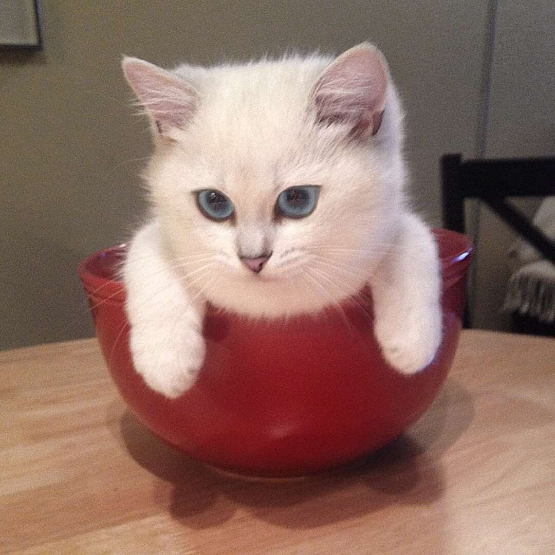 Coby the cat is more on point that you will ever be