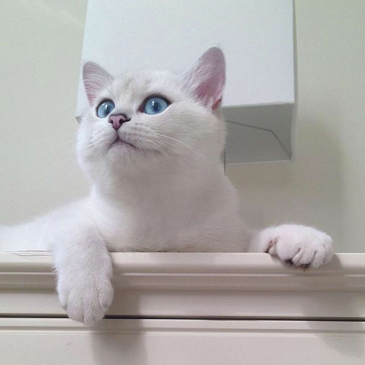 Coby the cat is more on point that you will ever be