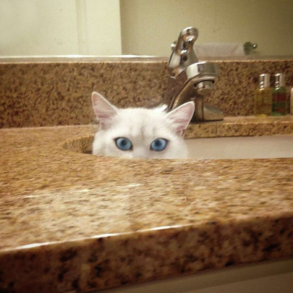 Coby the cat is more on point that you will ever be