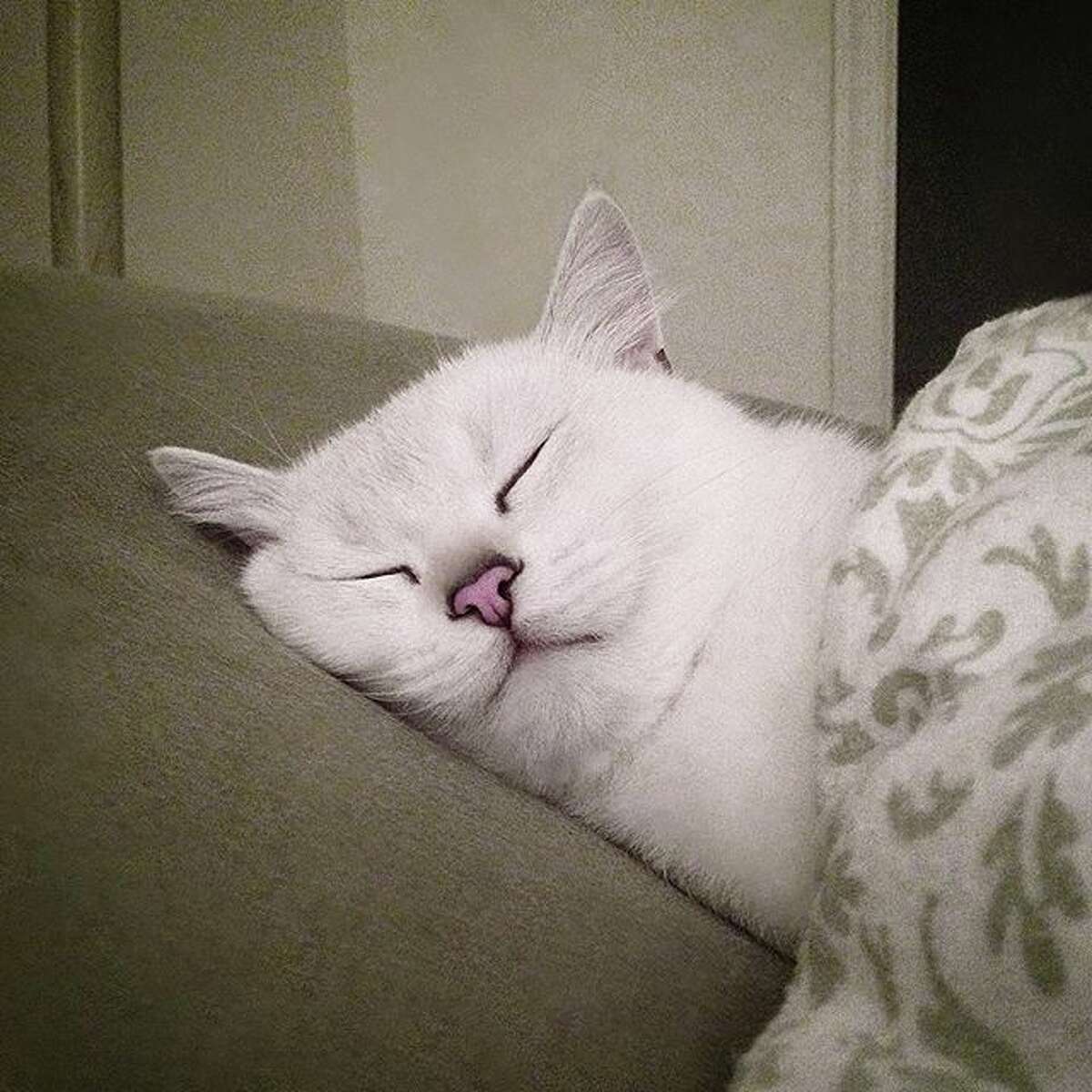 Coby the cat is more on point that you will ever be