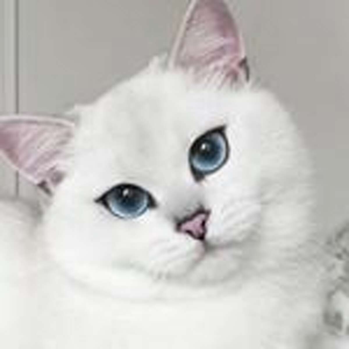 Coby the cat is more on point that you will ever be