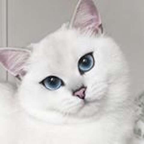 Coby the cat is more on point that you will ever be