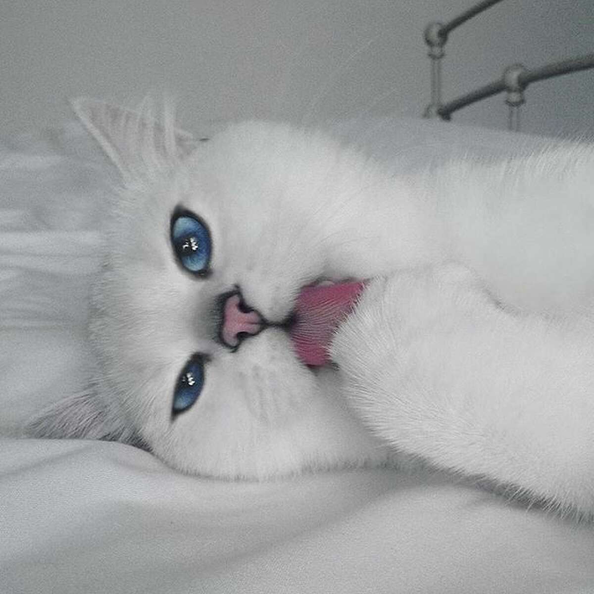 Coby the cat is more on point that you will ever be