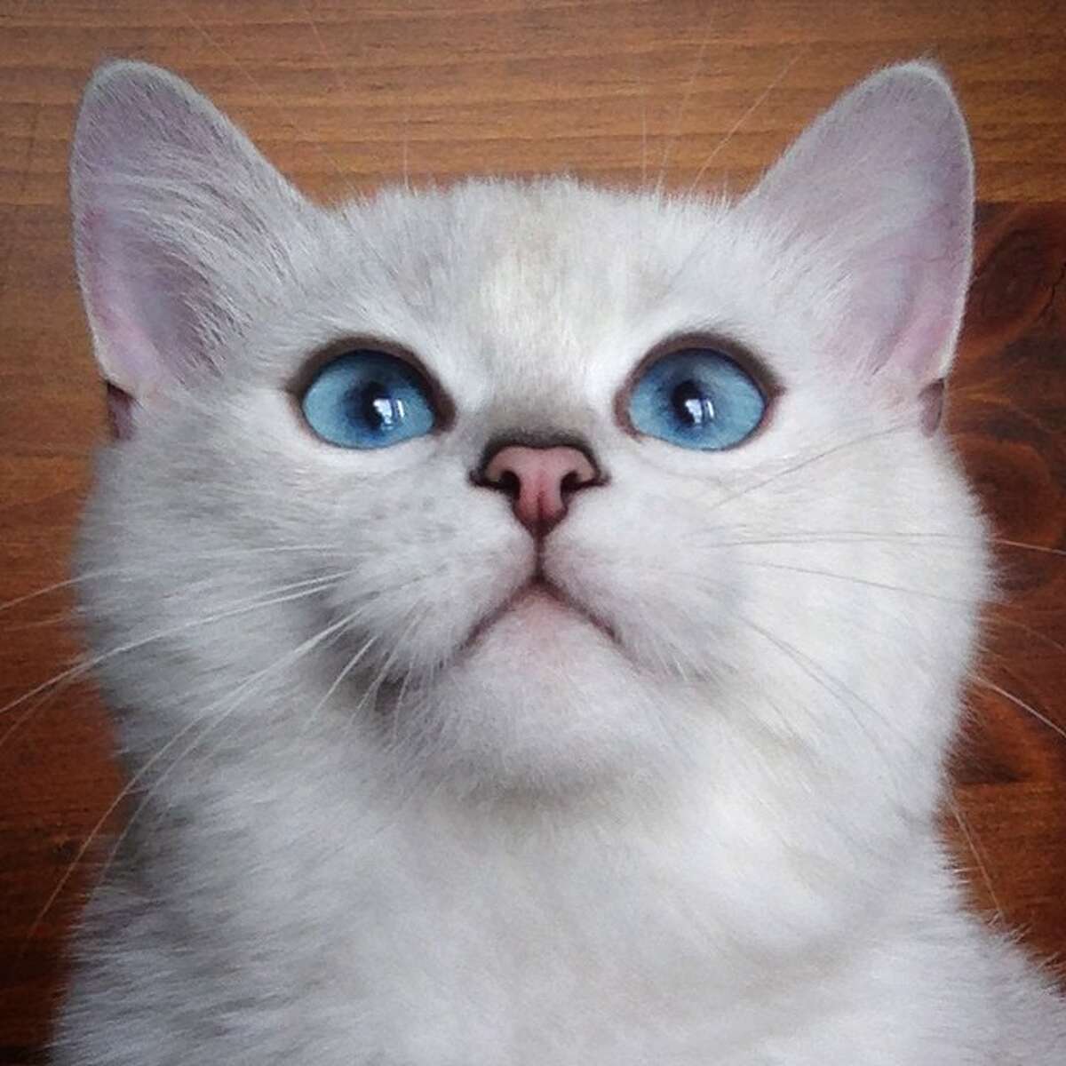 Coby the cat is more on point that you will ever be