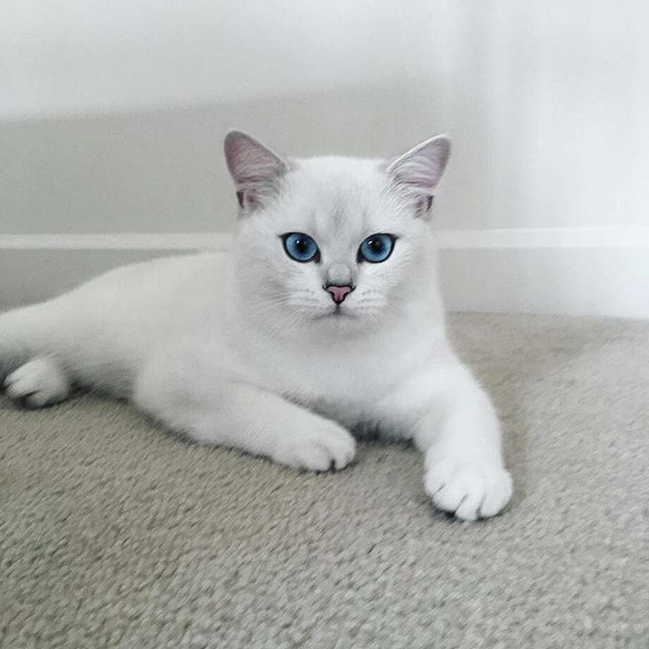 Coby the cat is more on point that you will ever be - Houston Chronicle