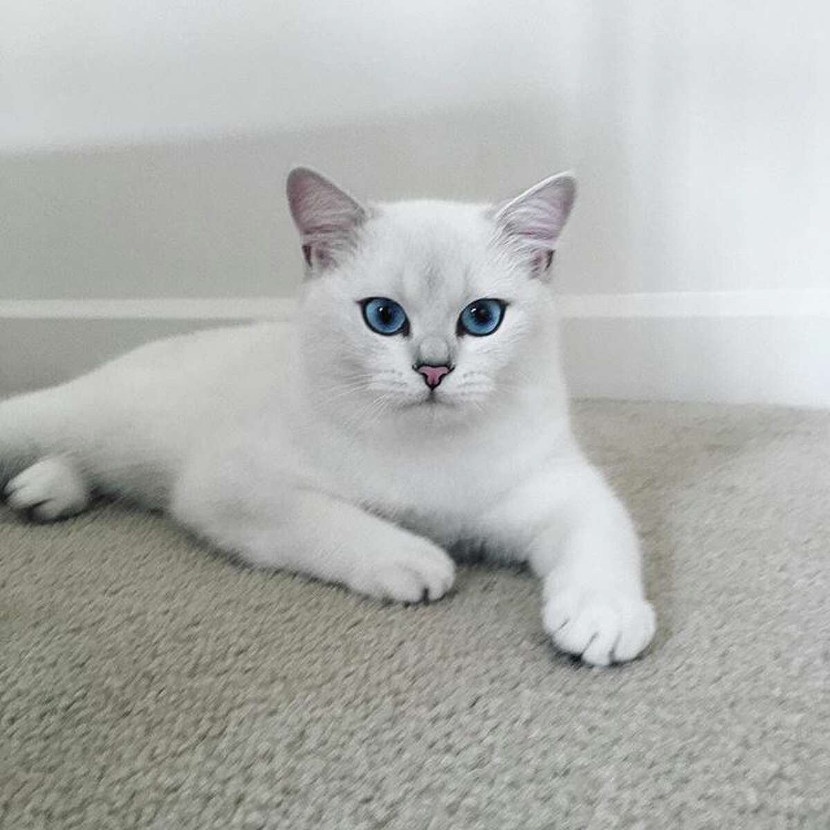 Coby the cat is more on point that you will ever be