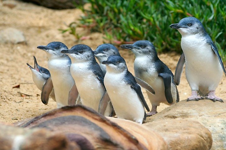 World's smallest penguins menaced by a warming ocean
