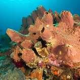 MIT has discovered the coolest thing about sponges (outside of ...